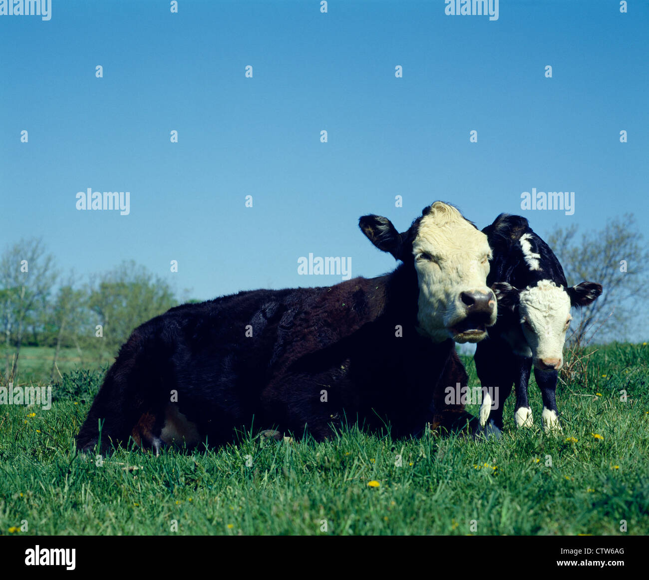 Black baldy cow hi-res stock photography and images - Alamy