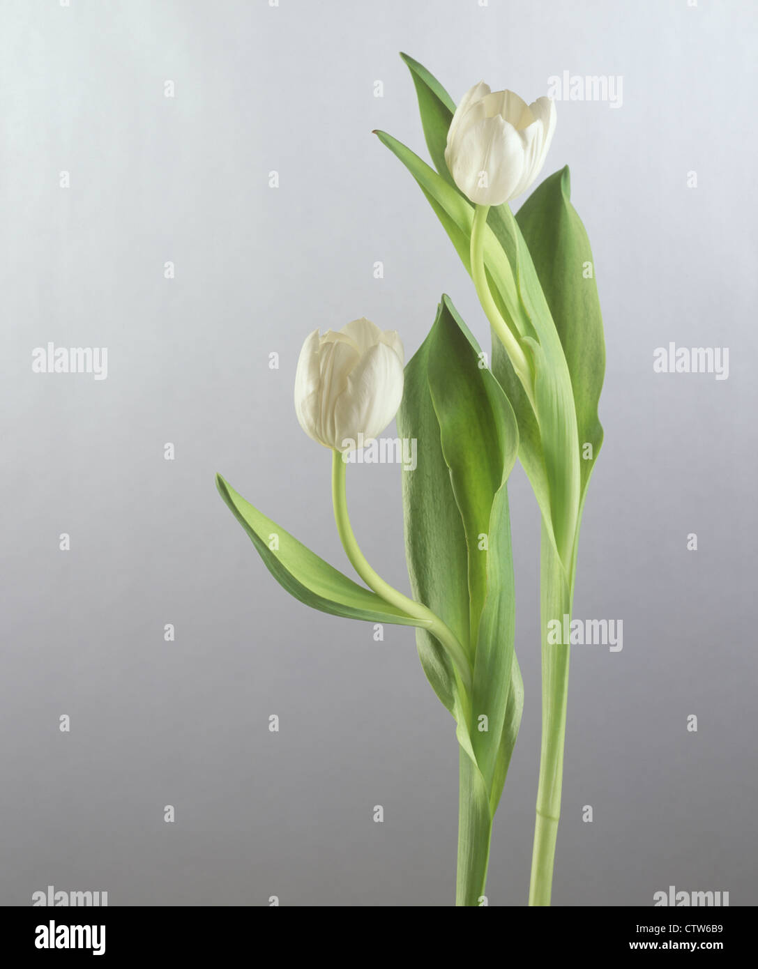 White tulips on neutral grey background Stock Photo - Alamy