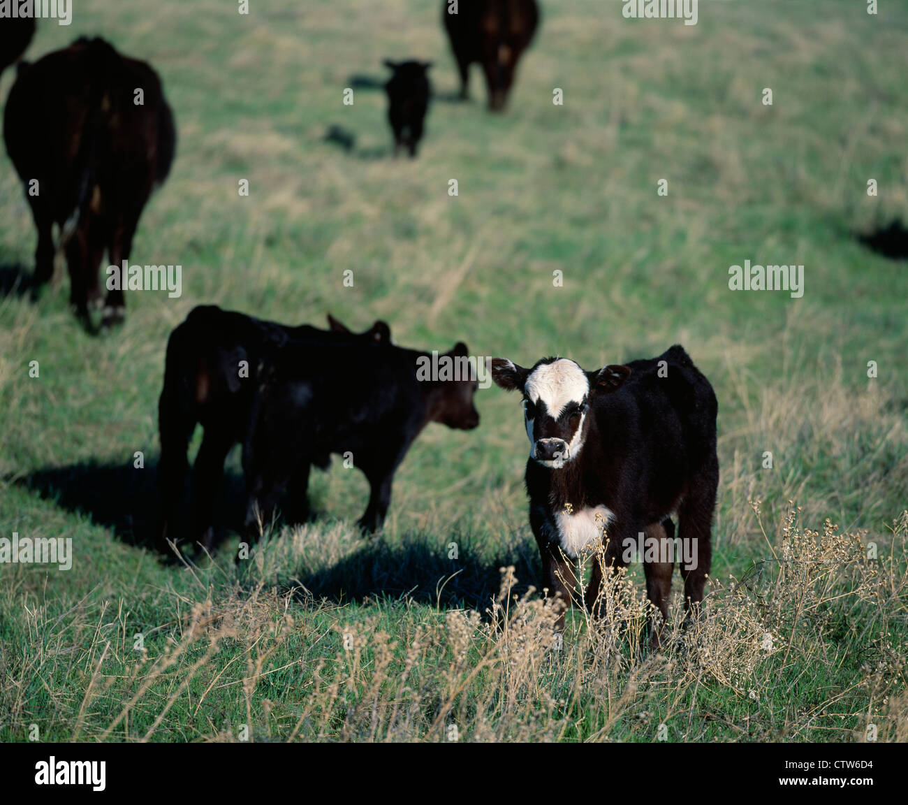 Black Baldy Cow Calf