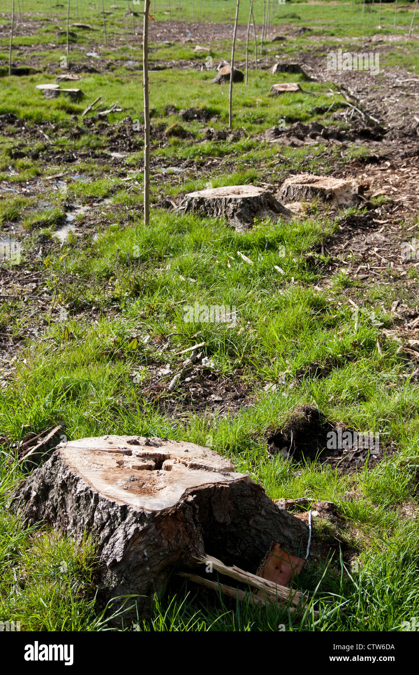 Timber reforestation hi-res stock photography and images - Alamy