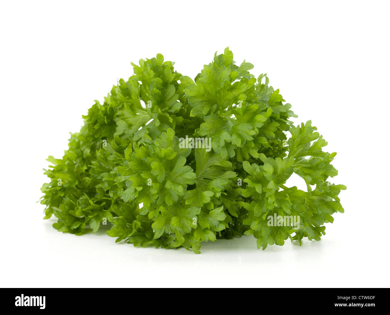 Bunch of fresh green curly parsley. Isolated on white background Stock ...