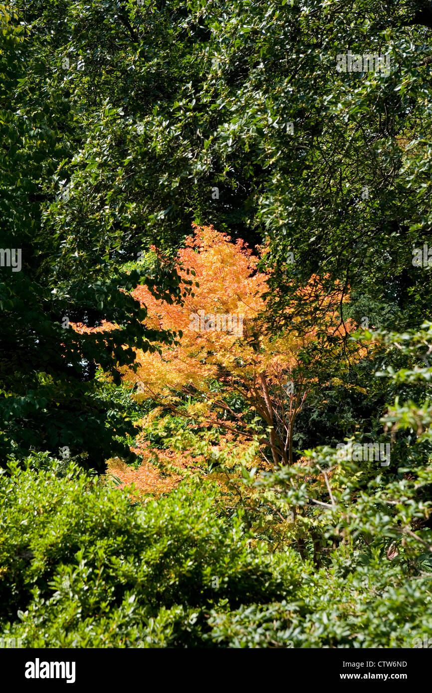 Orange tree standing out from the crowd abstract Stock Photo - Alamy
