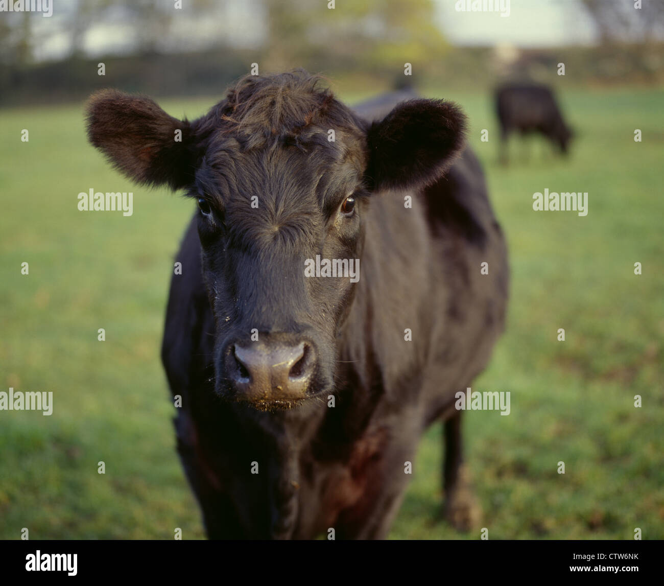 Angus steer hi-res stock photography and images - Alamy