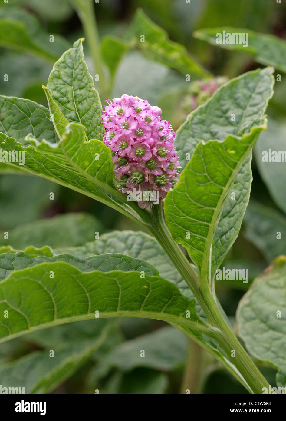 Batal, Batalin, Chinese Pokeweed, Duo Yao Shang Lu, Phytolacca ...