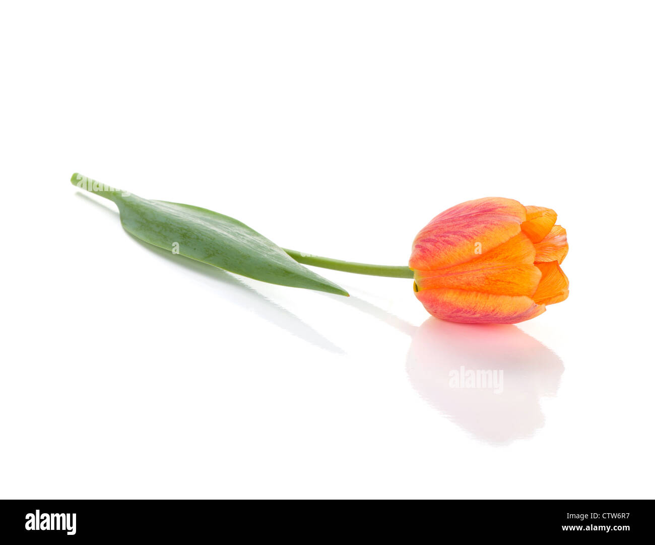 Lying orange tulip. Isolated on white background Stock Photo - Alamy
