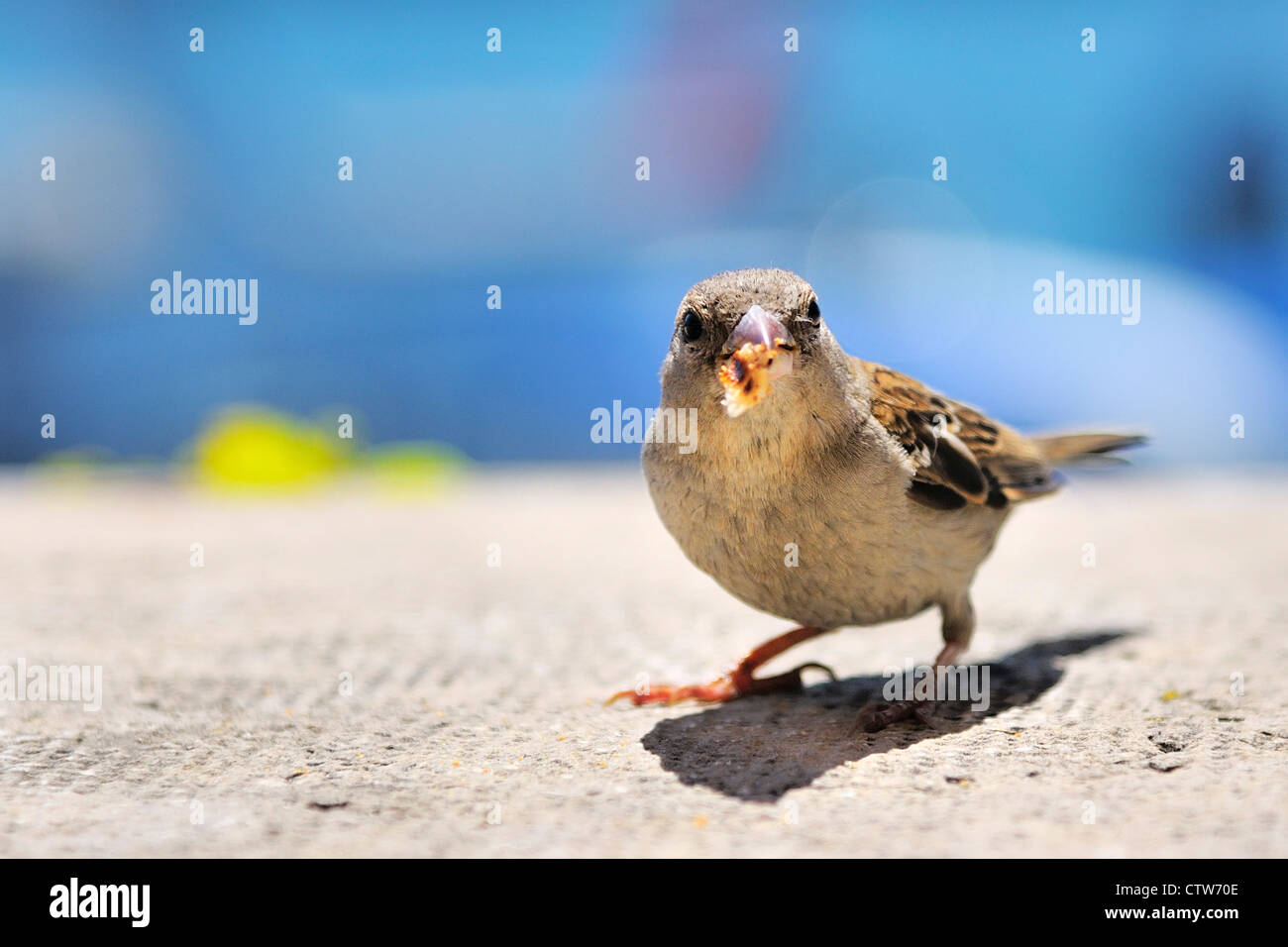What is a sparrow hi-res stock photography and images - Alamy
