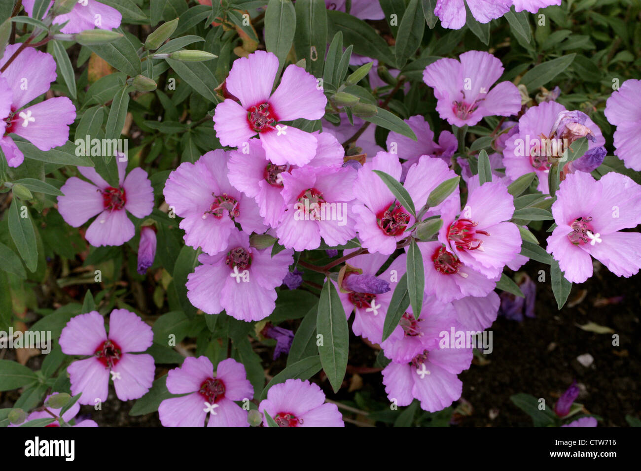Winecup clarkia hi-res stock photography and images - Alamy