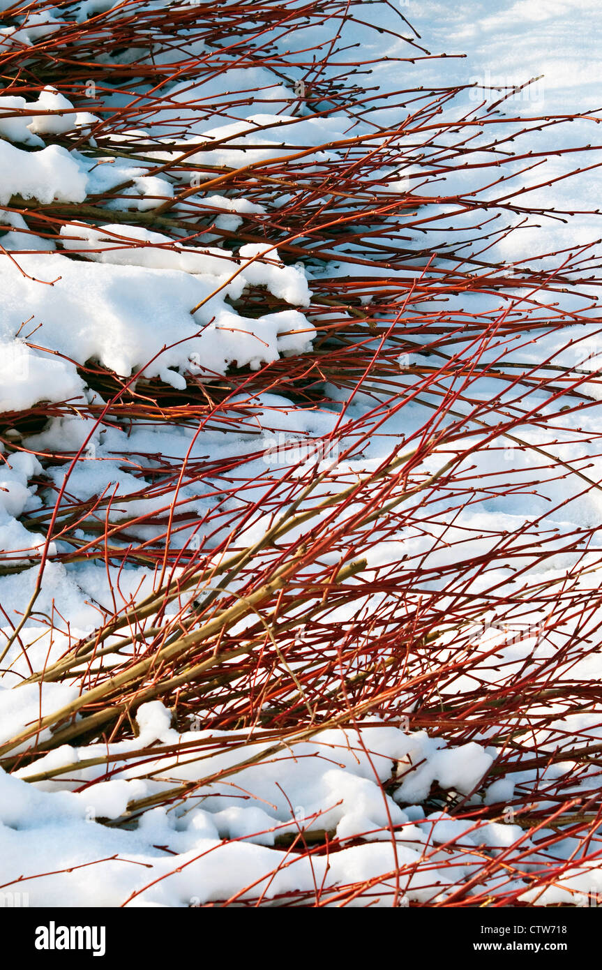 Snow on twigs in garden - France Stock Photo - Alamy