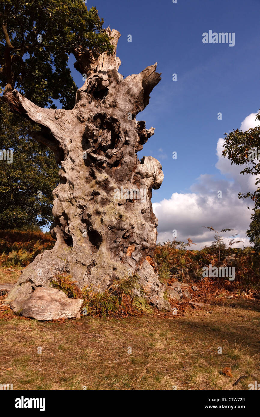 Ancient bare, dead Oak tree trunk, Bradgate Park, Leicestershire ...