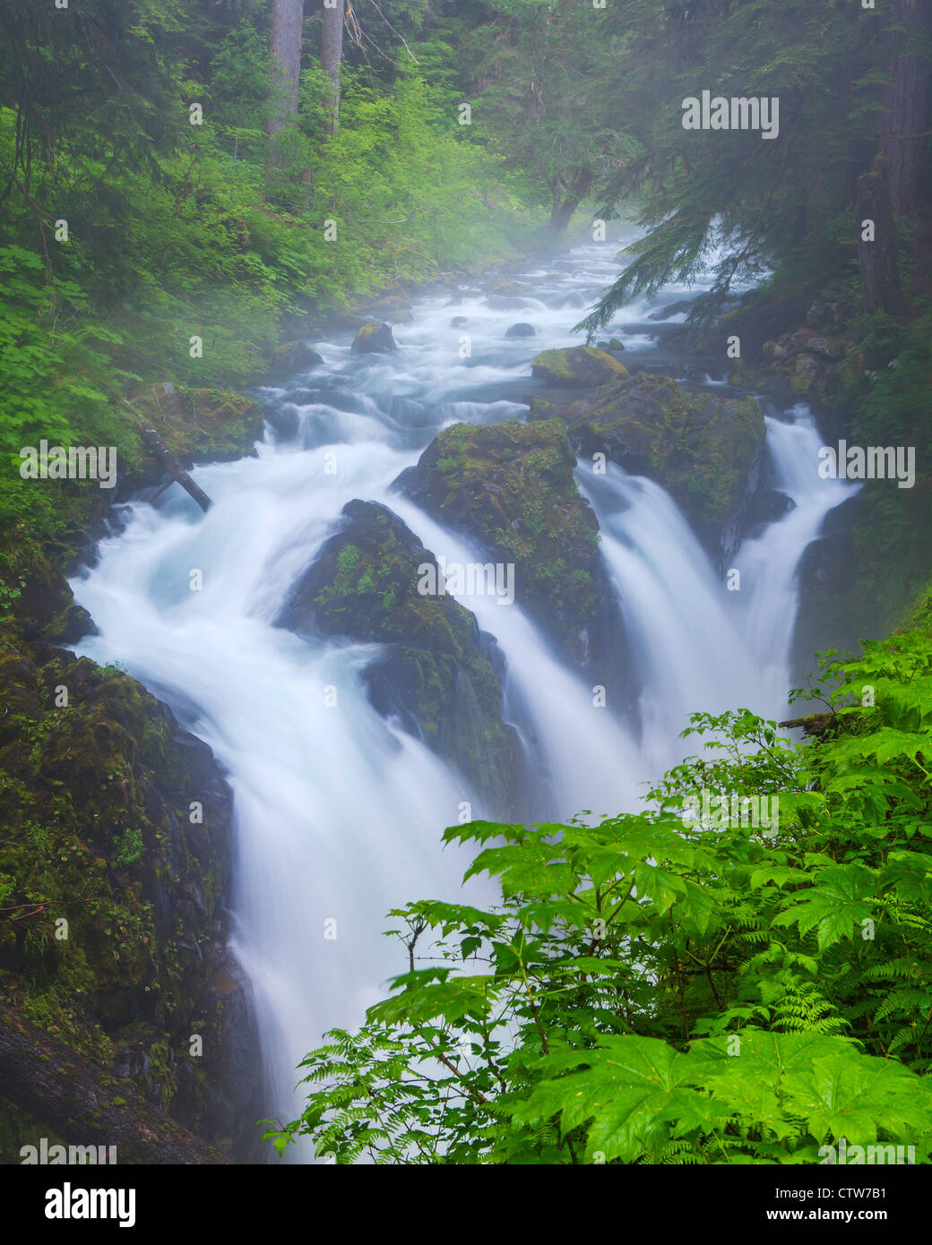 Olympic National Park, Wasington Sol Duc Falls with fog and mist of the ...