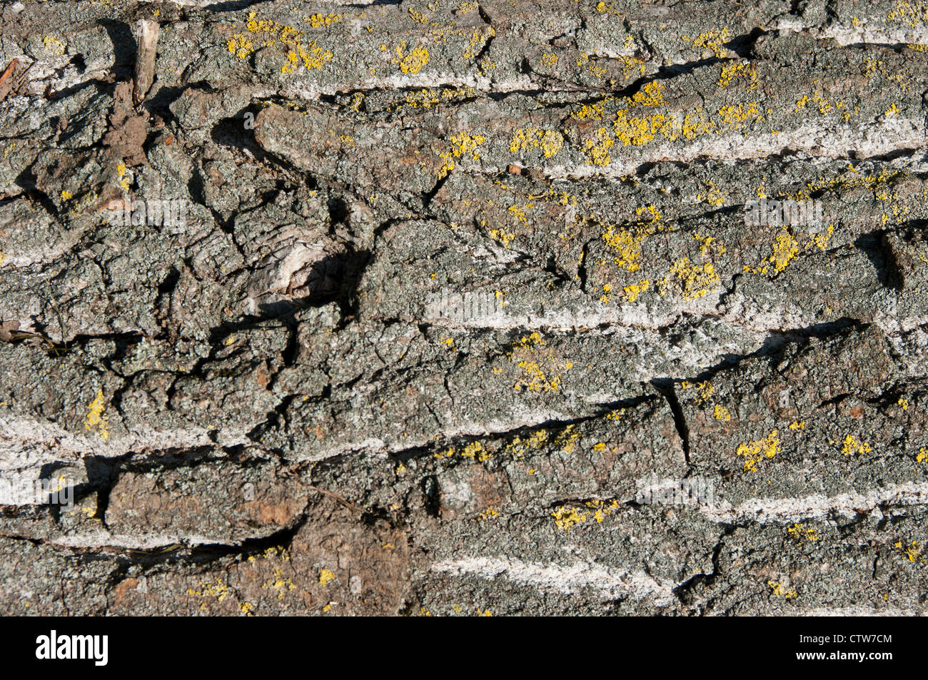 Close-up of wood log with fungus growt Stock Photo - Alamy