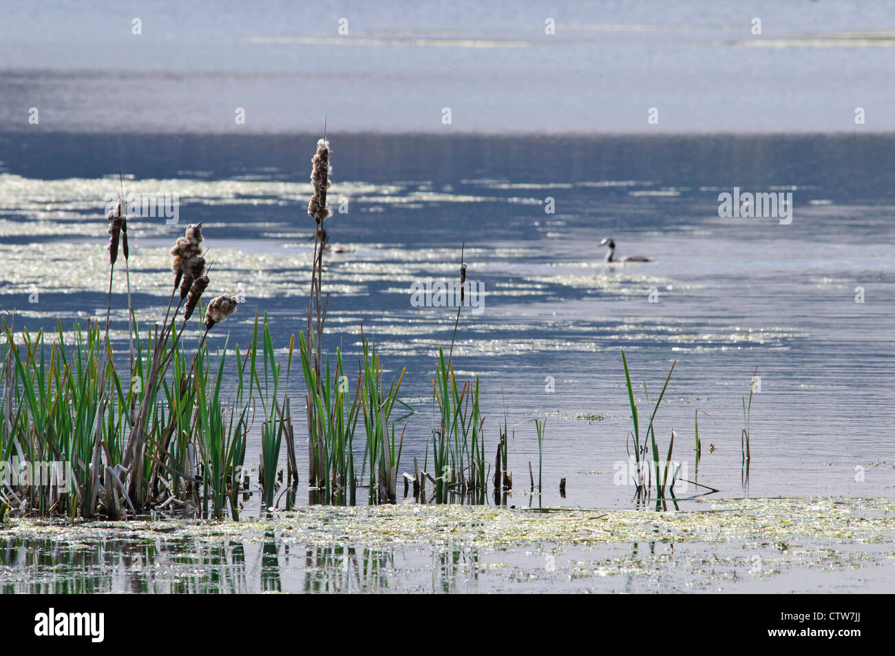 Great reedmace (Typha latifolia) growing in wetland habitat at RSPB ...