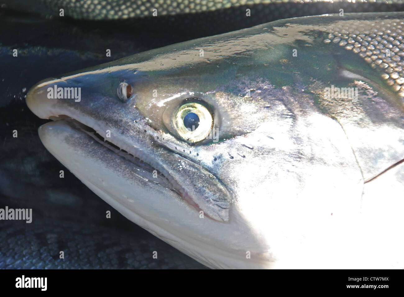Silver salmon hi-res stock photography and images - Alamy