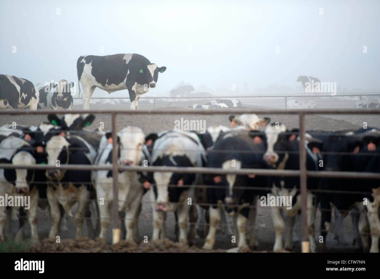 Cow dust hi-res stock photography and images - Alamy