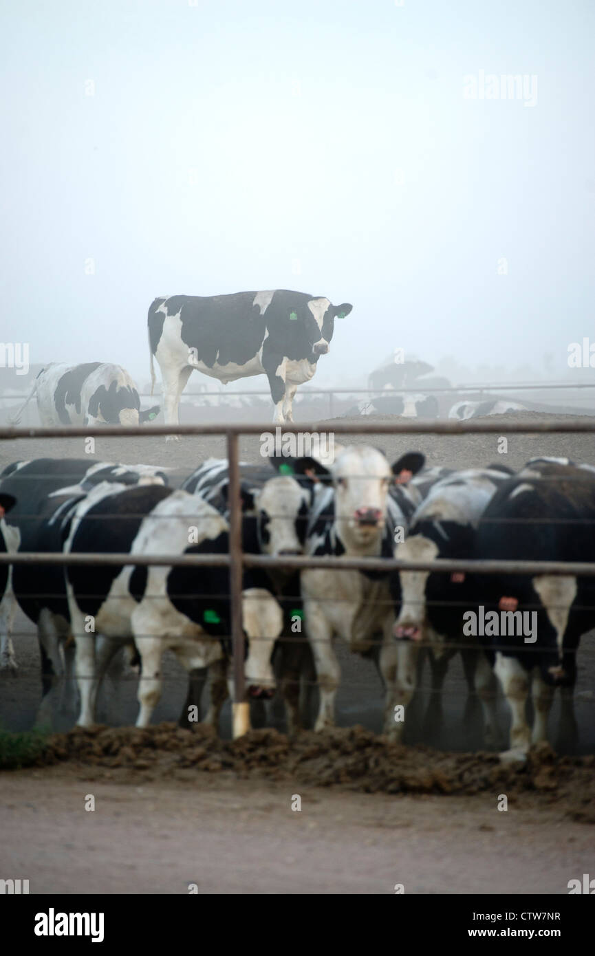 Cow dust hi-res stock photography and images - Alamy