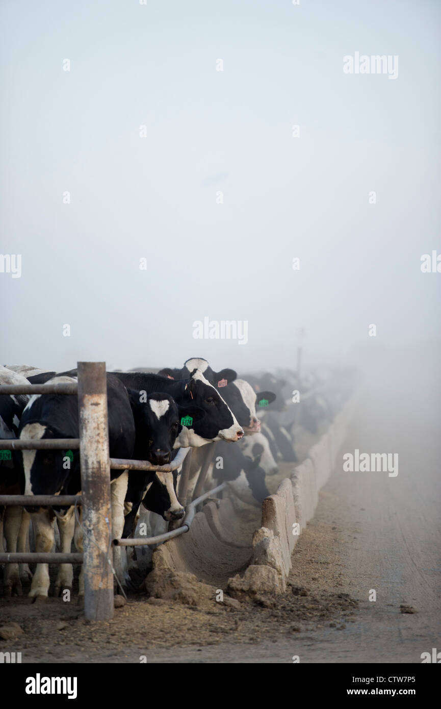 Cow dust hi-res stock photography and images - Alamy