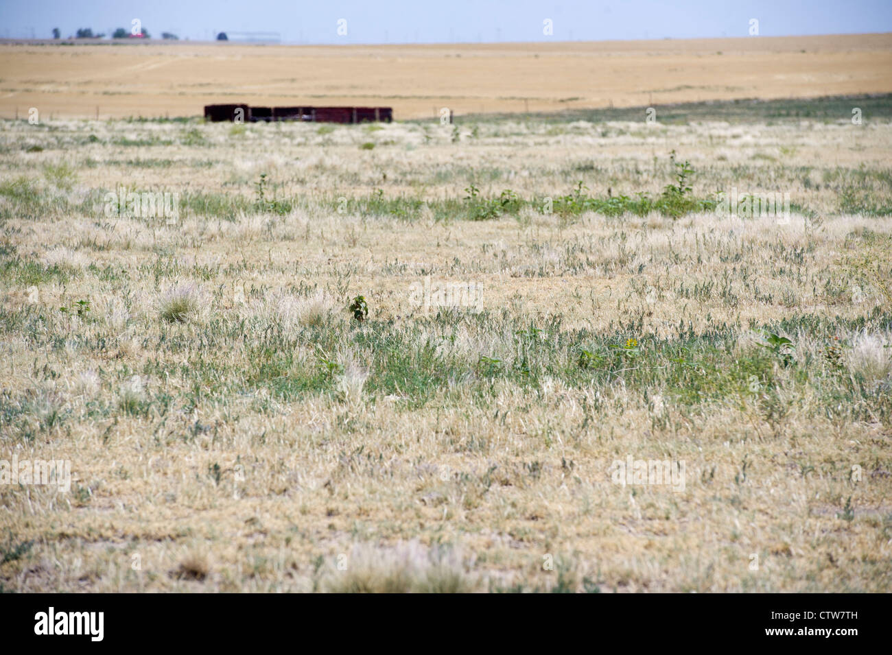 Native buffalo grass in a field for grazing livestock in Lamar ...