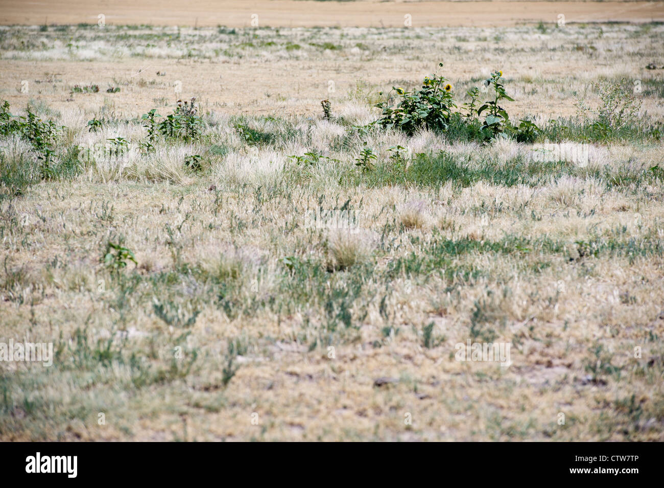 Native buffalo grass in a field for grazing livestock in Lamar ...
