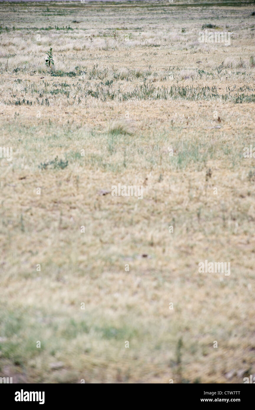 Livestock grass field crops hi-res stock photography and images - Alamy