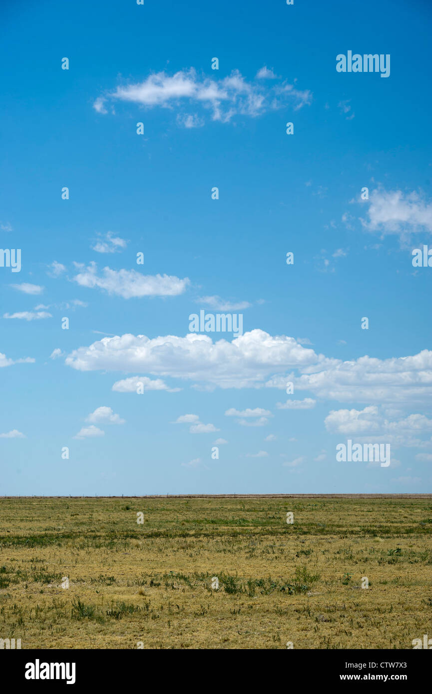 Native buffalo grass in a field for grazing livestock in Lamar ...