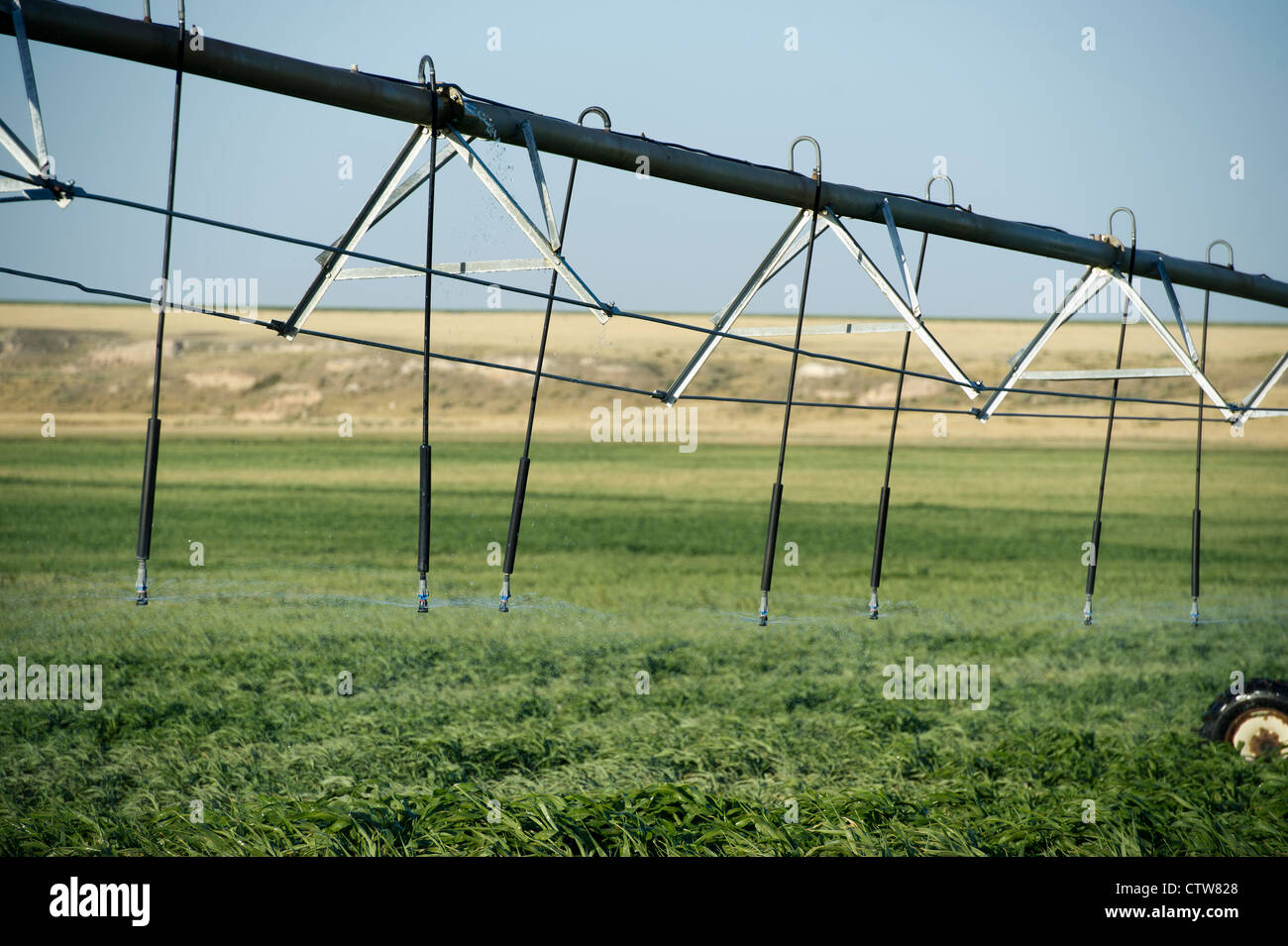 Stark contrast between green irrigated crops and dry buffalo grass ...