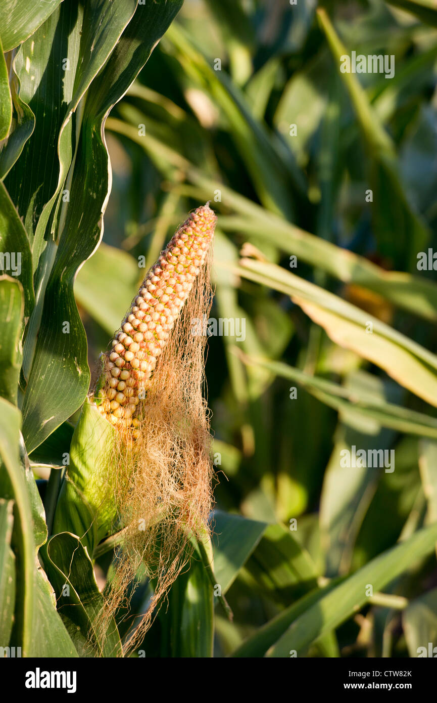 Corn crops are failing in ongoing drought conditions in Leoti, Kansas ...