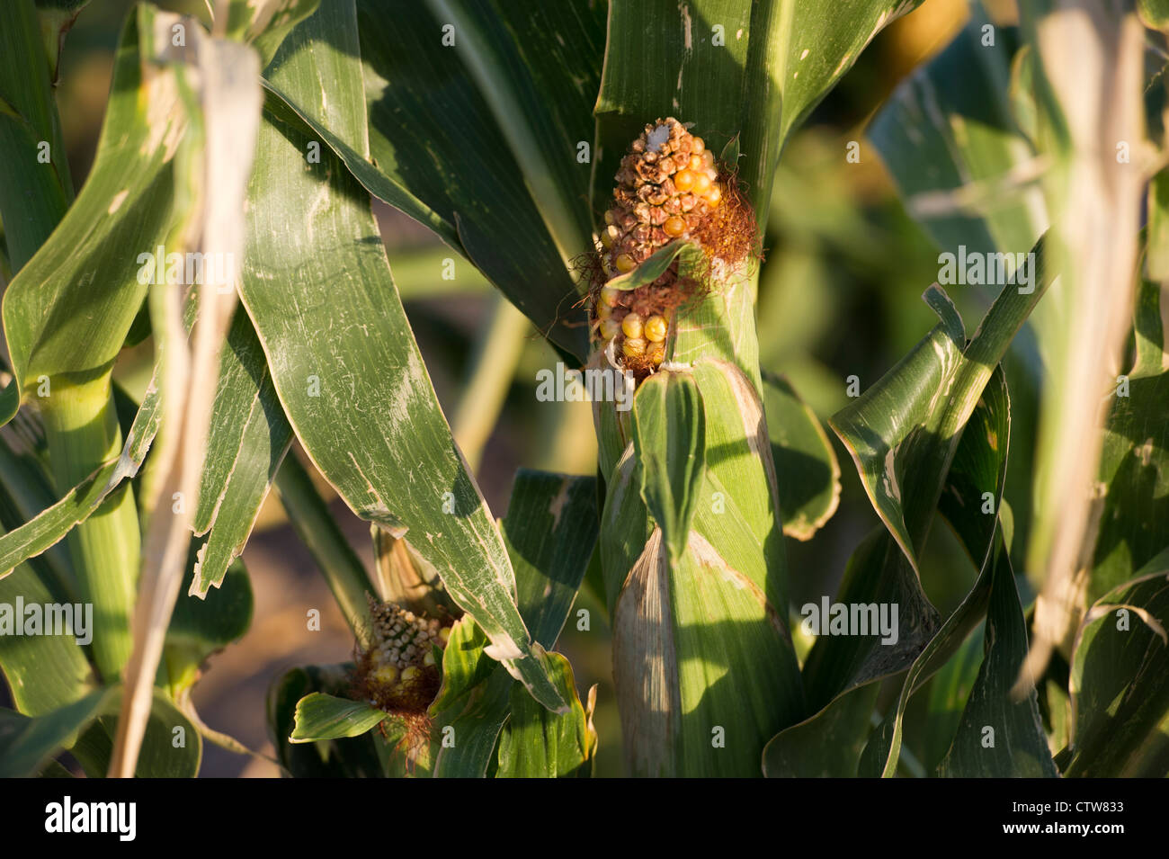 Corn crops are failing in ongoing drought conditions in Leoti, Kansas ...