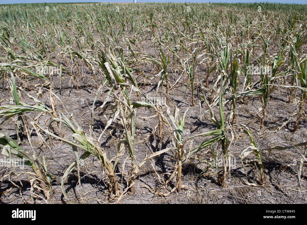 Corn dust dry hi-res stock photography and images - Alamy