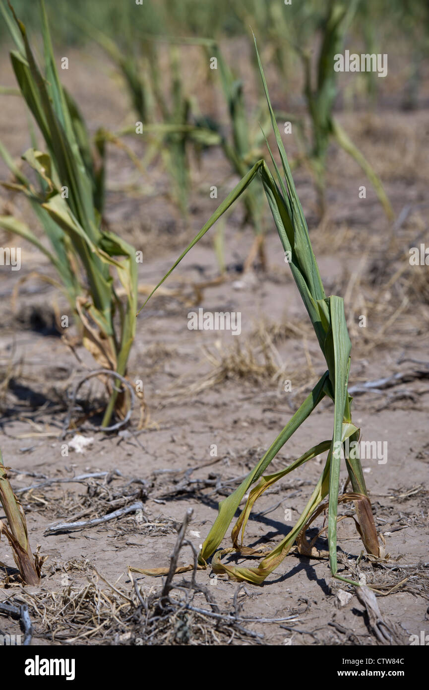 Corn feet hi-res stock photography and images - Alamy