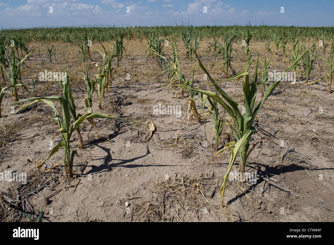 Rod Berning's failed corn crop in Modoc, Kansas. Corn stalks should ...