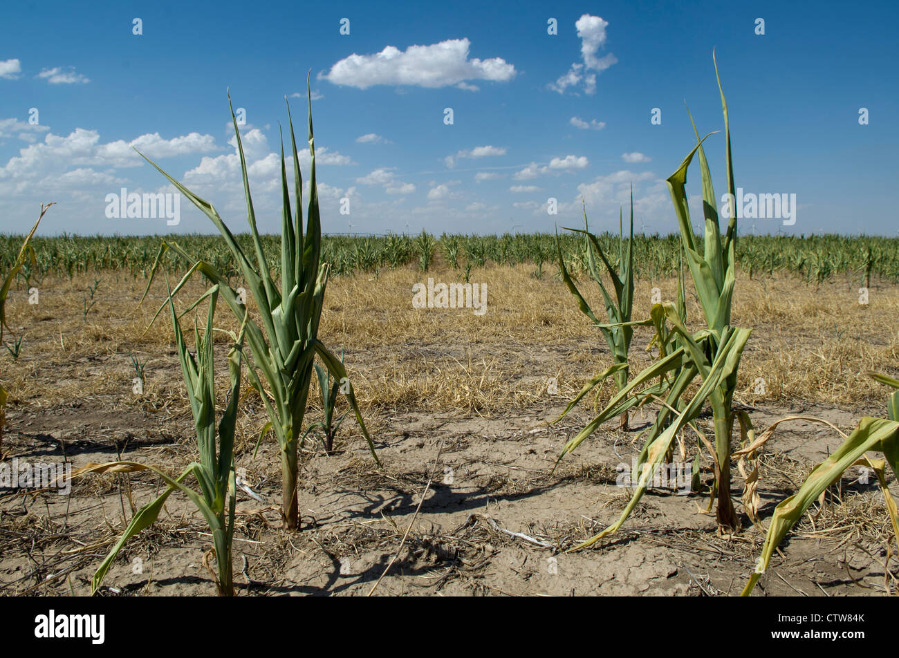 Rod Berning's failed corn crop in Modoc, Kansas. Corn stalks should ...