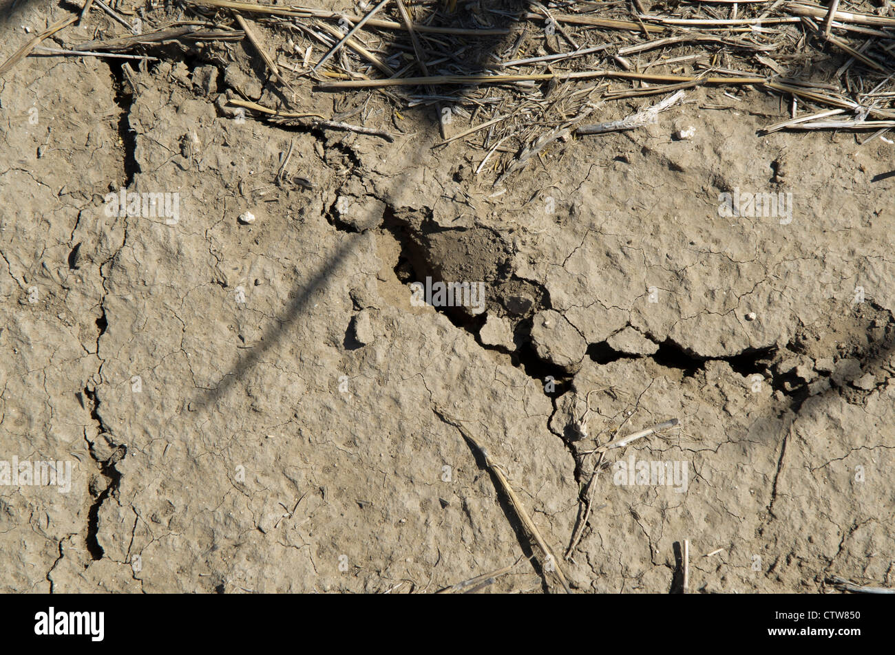 Dry, cracked corn field in Modoc, Kansas Stock Photo - Alamy