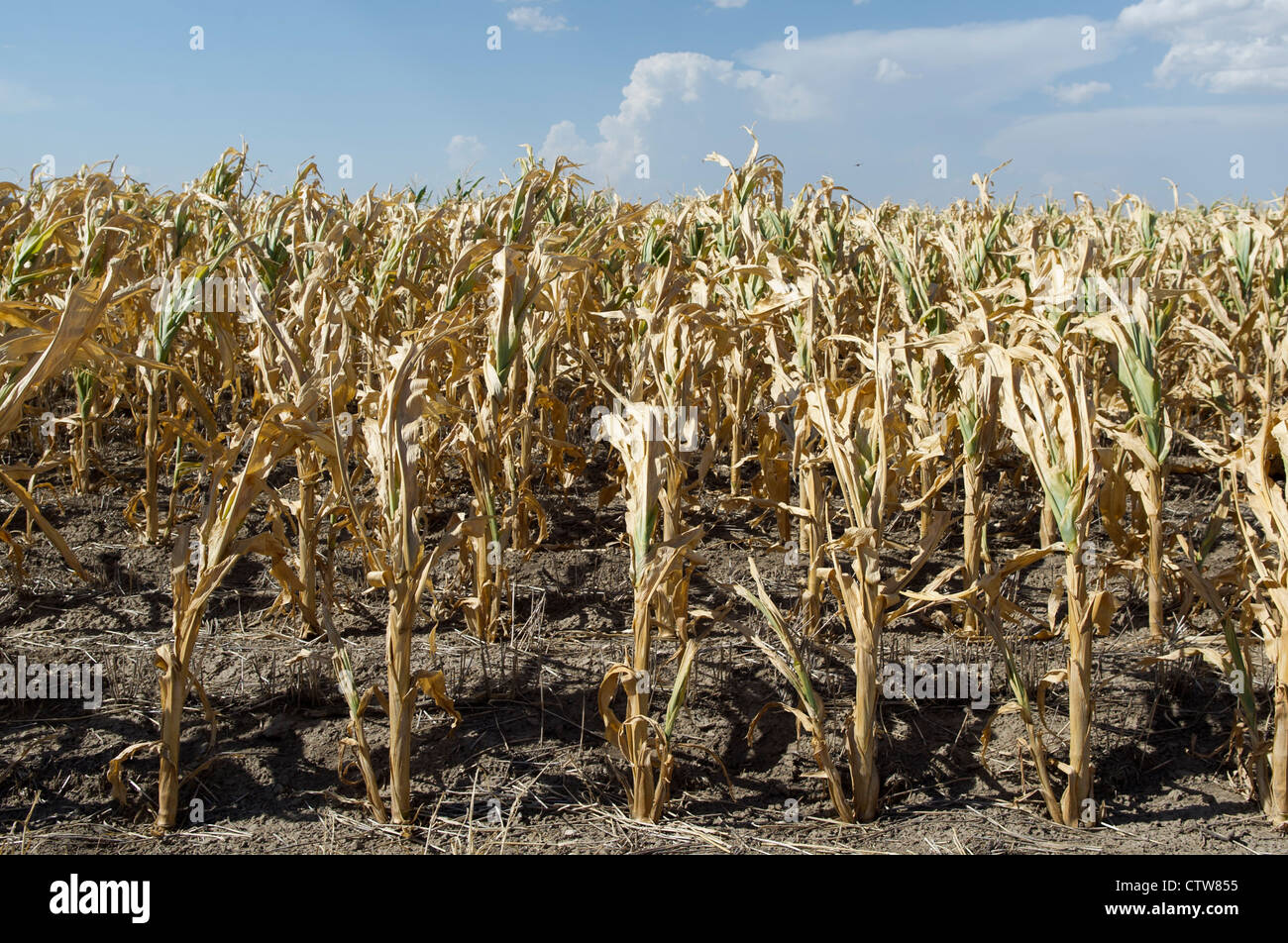 Some corn crops in Kansas have failed entirely during this year's ...
