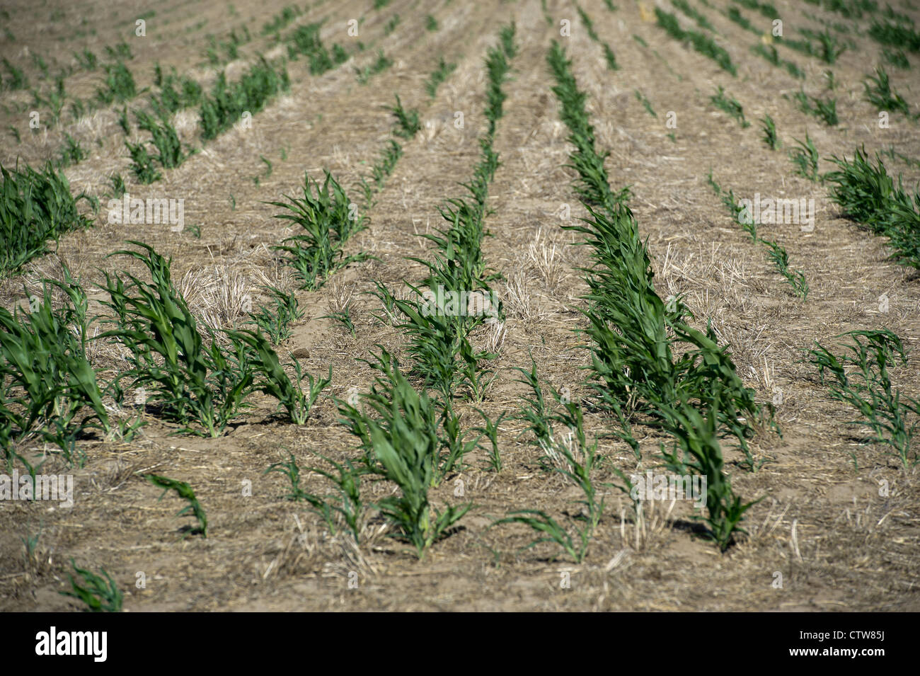 Milo, a grain sorghum, has failed to grow during this year's drought in ...
