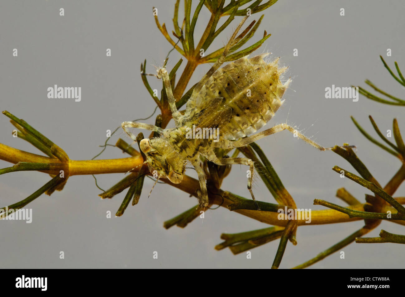 The larva of a common darter dragonfly (Sympetrum striolatum ...