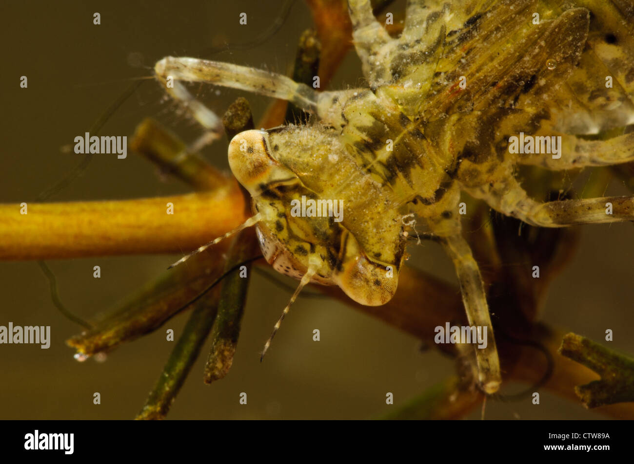 A close-up on the head of the larva of a common darter dragonfly ...
