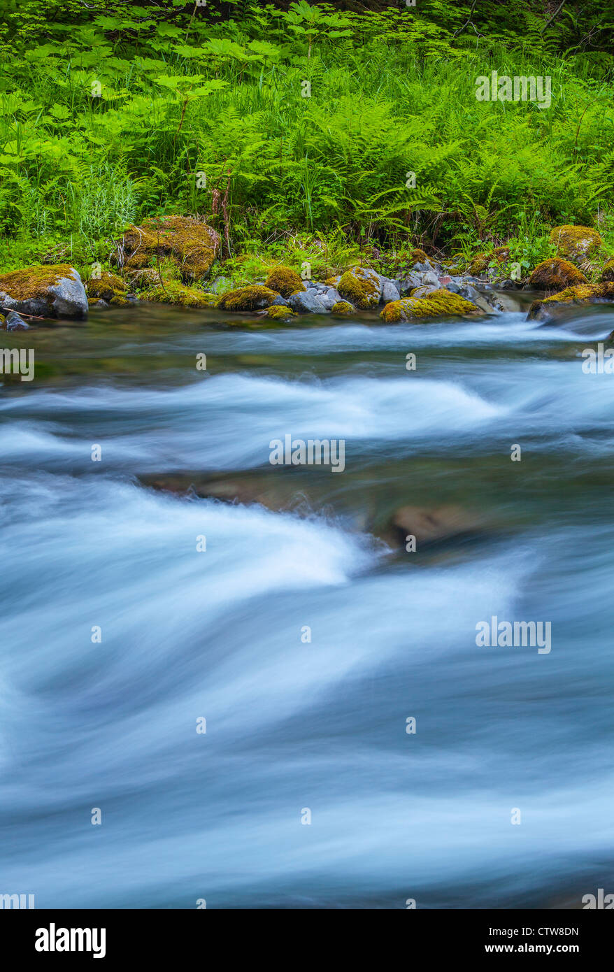 Olympic National Park, Washington Sol Duc river rapids along a bank of ...