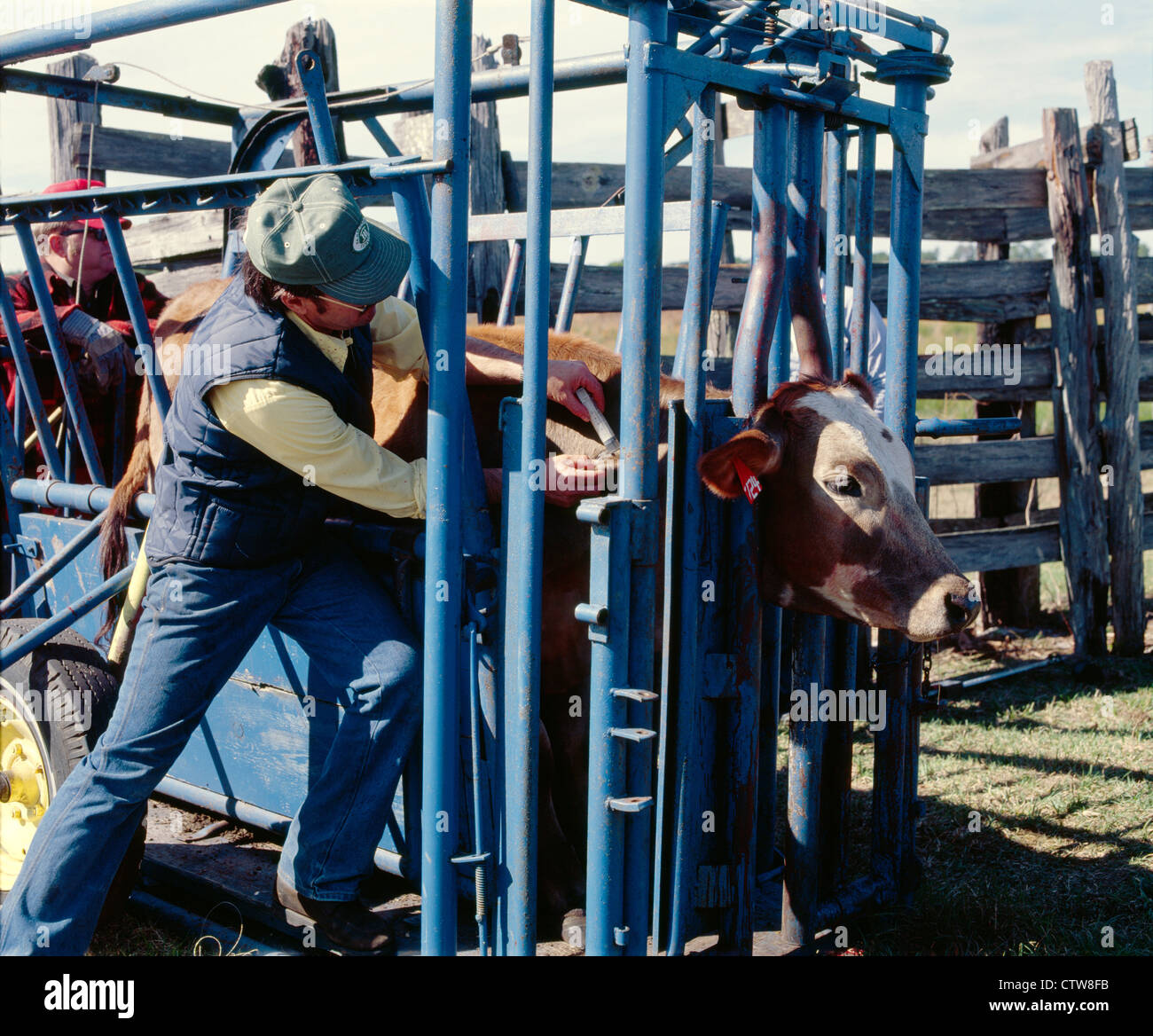 INOCULATING CROSSBRED BEEF CATTLE / FLORIDA Stock Photo - Alamy