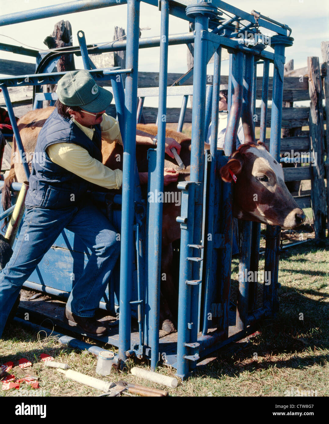 INOCULATING CROSSBRED BEEF CATTLE / FLORIDA Stock Photo - Alamy
