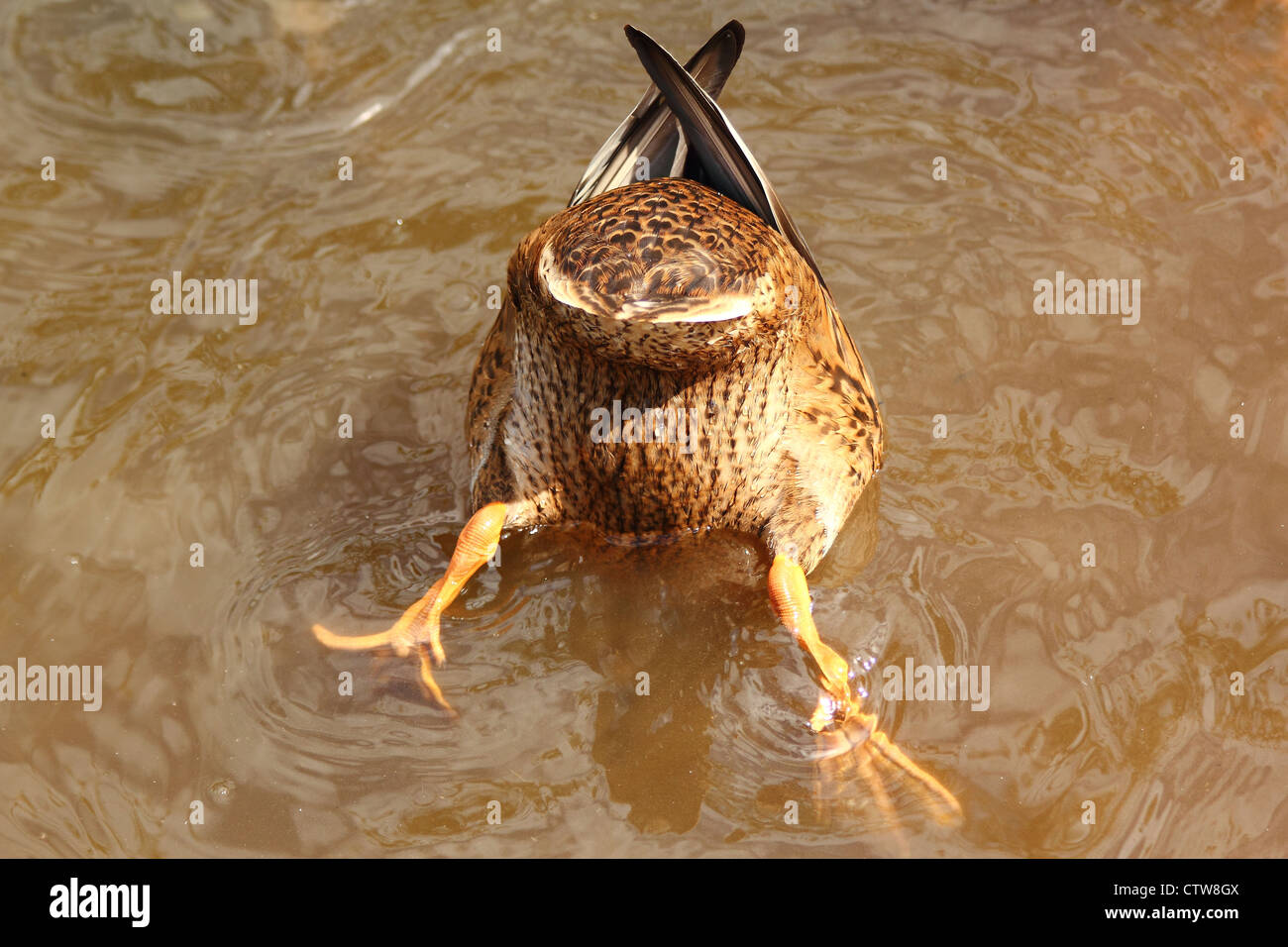 duck feeding in pond Stock Photo - Alamy