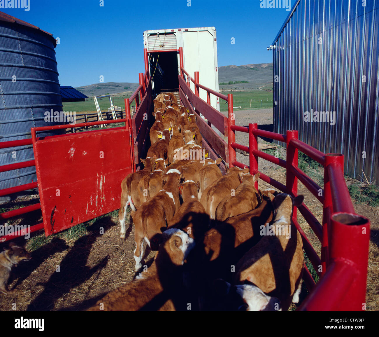 Cattle loading chute hi-res stock photography and images - Alamy