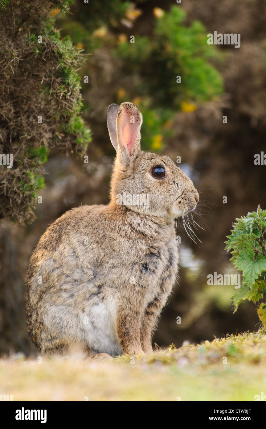 An alert adult rabbit (Oryctolagus cuniculus) keeping an eye on its ...
