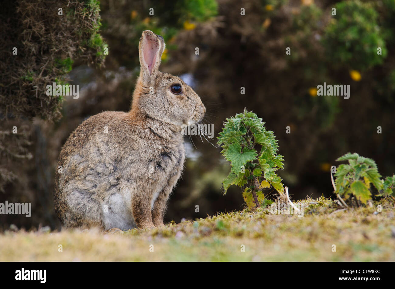 An alert adult rabbit (Oryctolagus cuniculus) keeping an eye on its ...