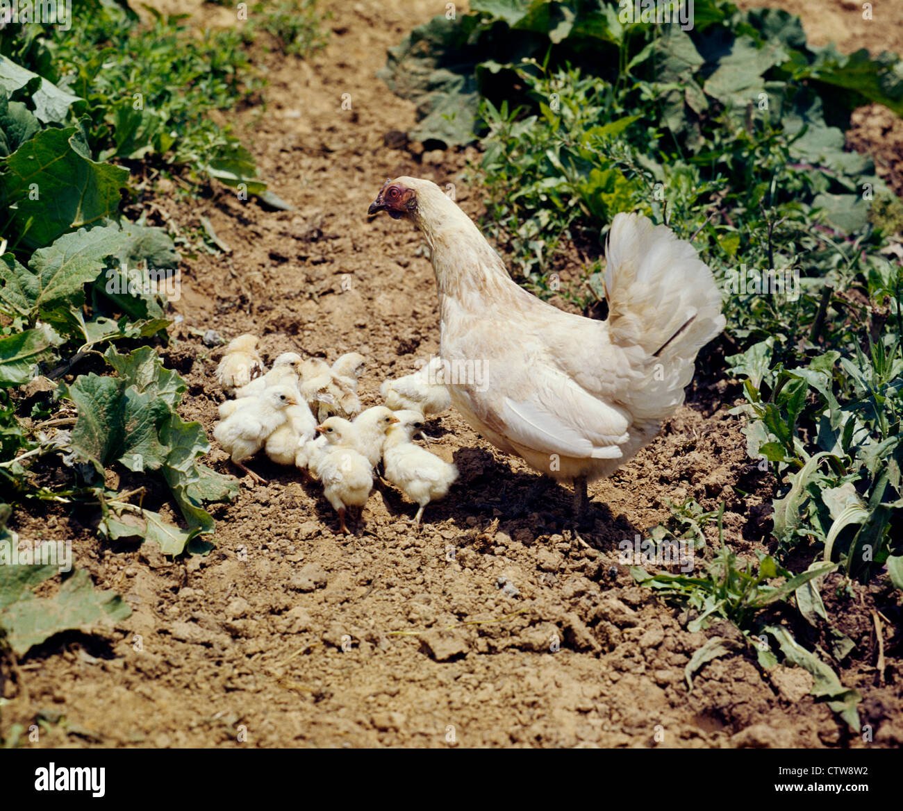 Mother hen and chicks hi-res stock photography and images - Alamy