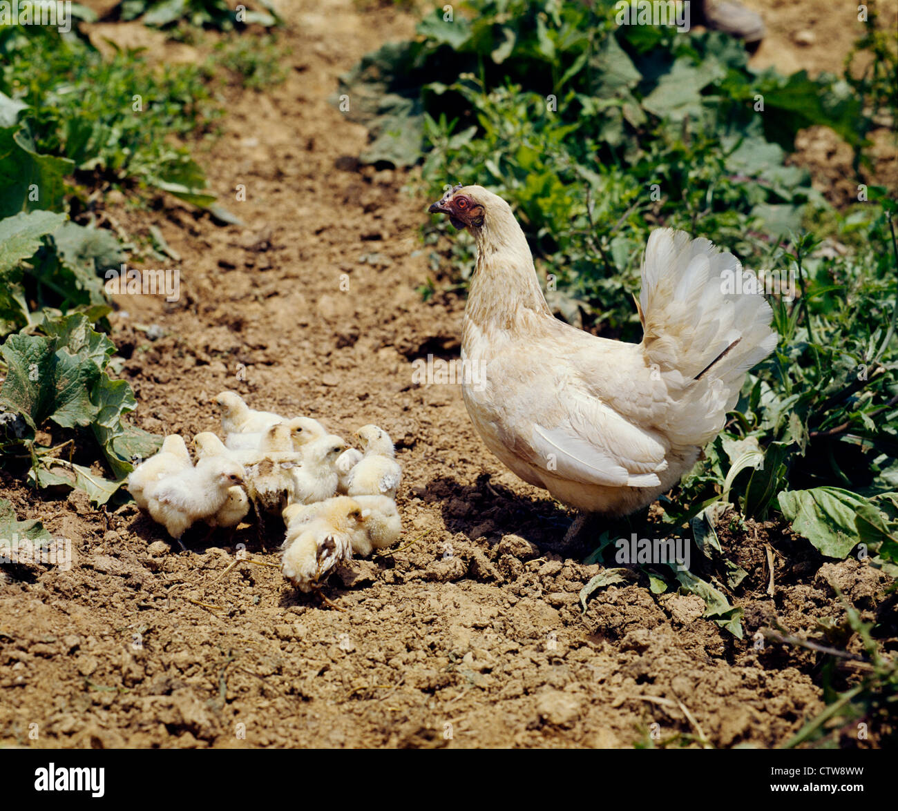Mother hen protecting chicks hi-res stock photography and images - Alamy