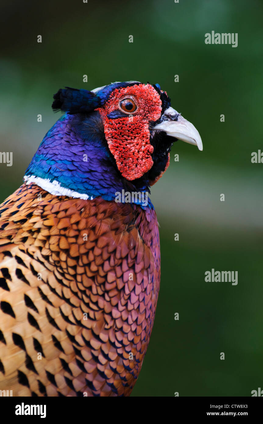 A head and shoulders portrait of an adult male pheasant (Phasianus ...