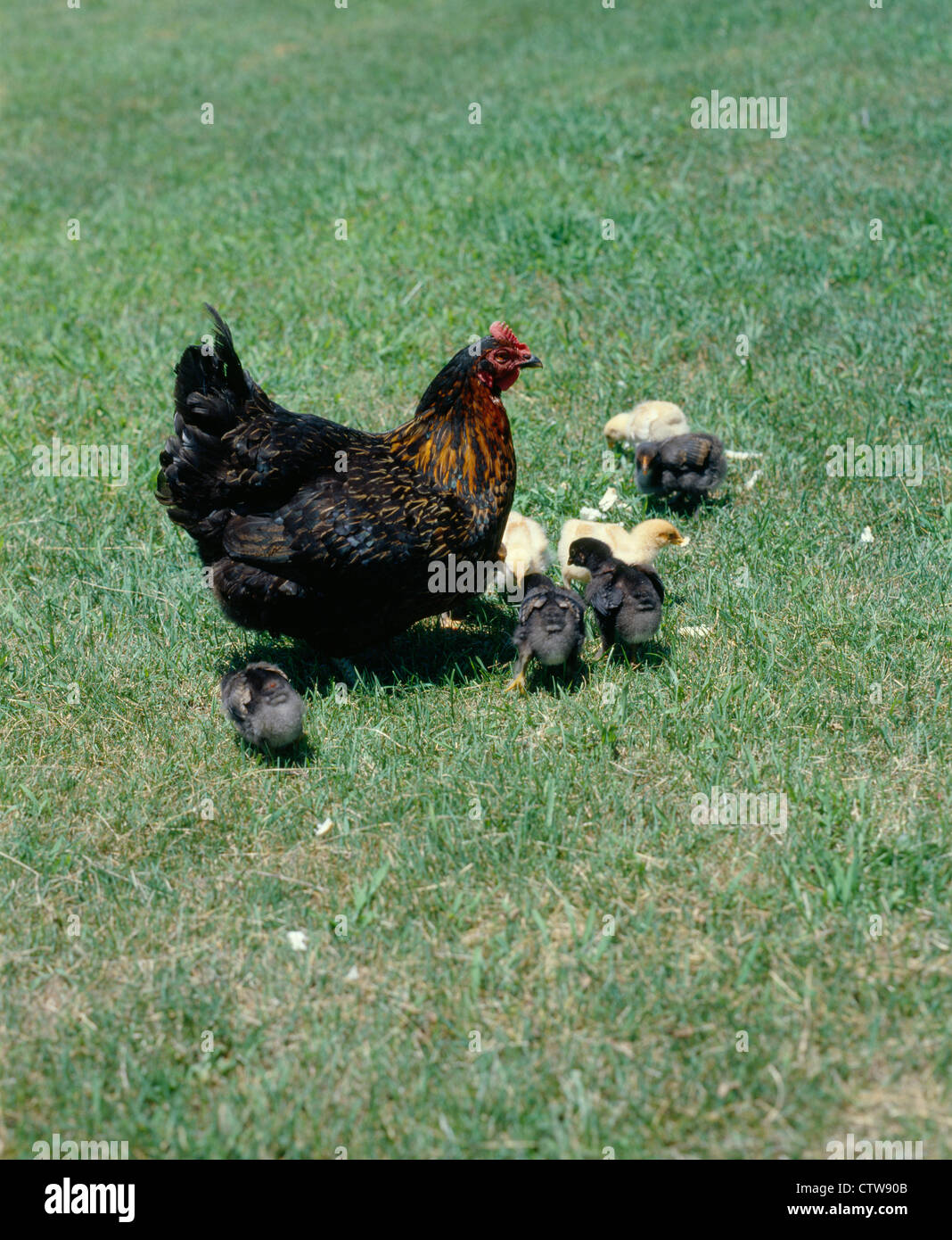 Rhode island red hen hi-res stock photography and images - Alamy