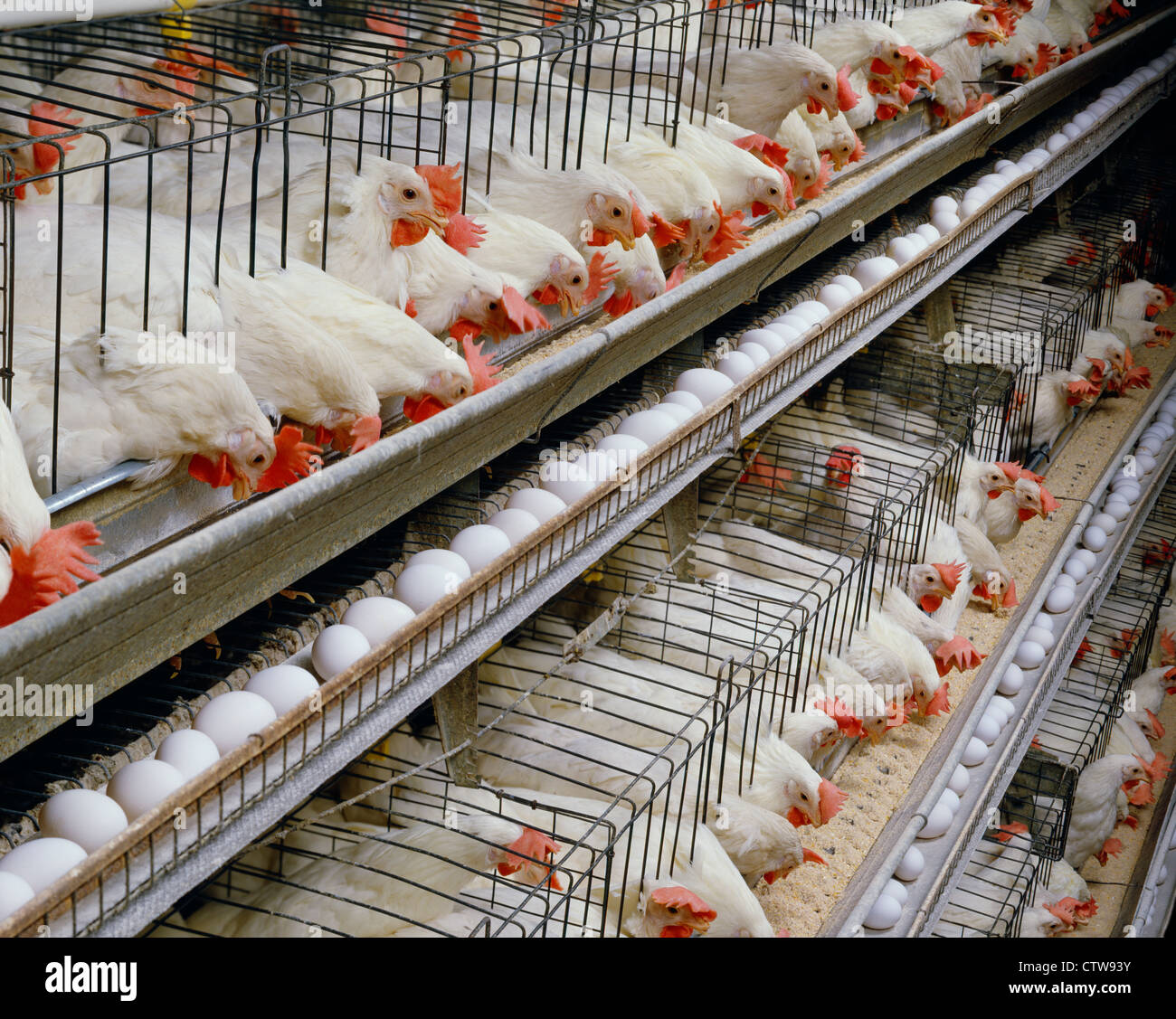 LAYER HOUSE WITH 22 WEEK OLD DEKALB DARK HENS / PENNSYLVANIA Stock ...