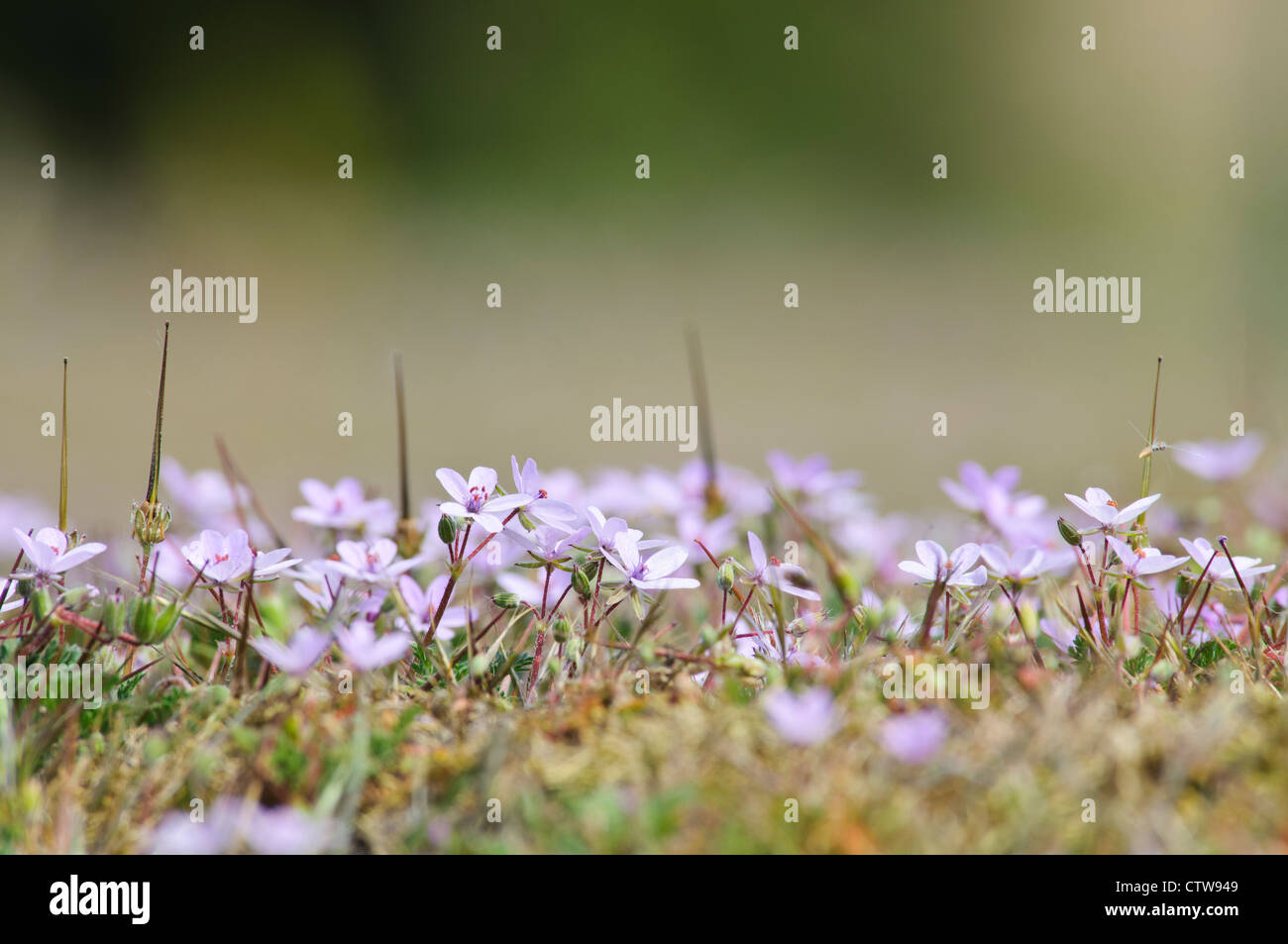 Common storks bill hi-res stock photography and images - Alamy