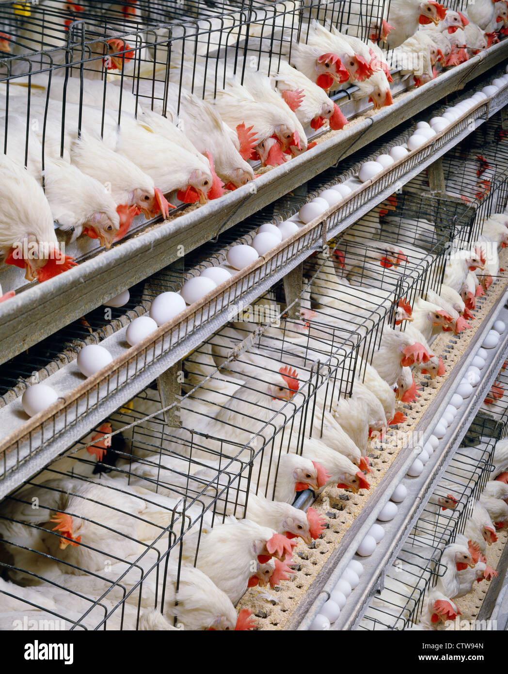 LAYER HOUSE WITH 22 WEEK OLD DEKALB DARK HENS / PENNSYLVANIA Stock ...